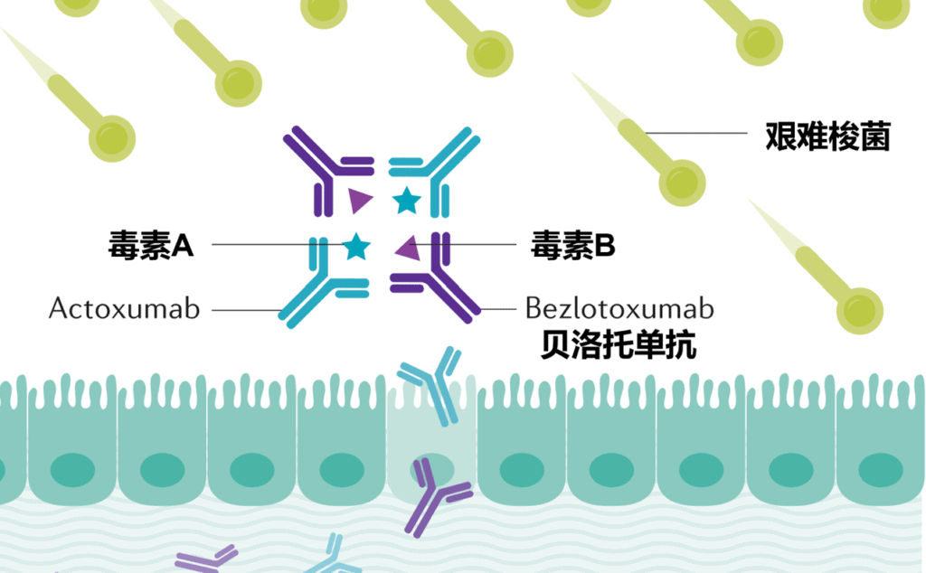 如何记住所有FDA批准生物药？| 中和艰难梭菌毒素B | Bezlotoxumab 贝洛托单抗 | 治疗艰难梭菌感染 – 肖恩记药