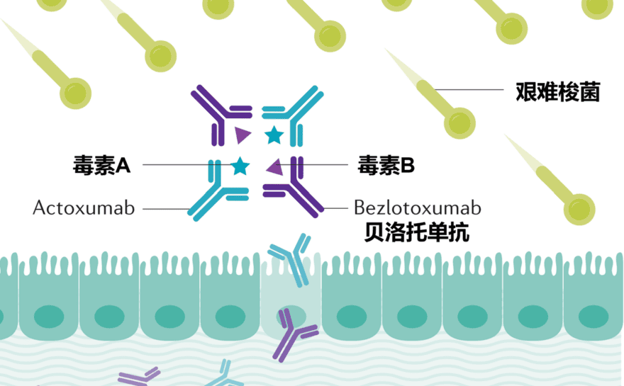 如何记住所有FDA批准生物药？| 中和艰难梭菌毒素B | Bezlotoxumab 贝洛托单抗 | 治疗艰难梭菌感染 – 肖恩记药