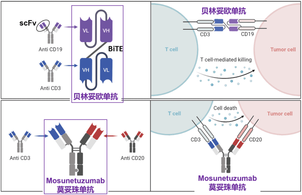 记住所有FDA生物药 | 两款CD20 x CD3双抗 | Mosunetuzumab、Glofitamab | B细胞淋巴瘤 – 肖恩记药