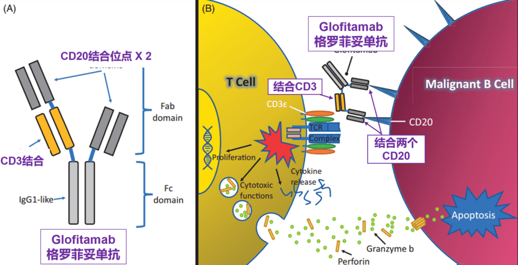 记住所有FDA生物药 | 两款CD20 x CD3双抗 | Mosunetuzumab、Glofitamab | B细胞淋巴瘤 – 肖恩记药