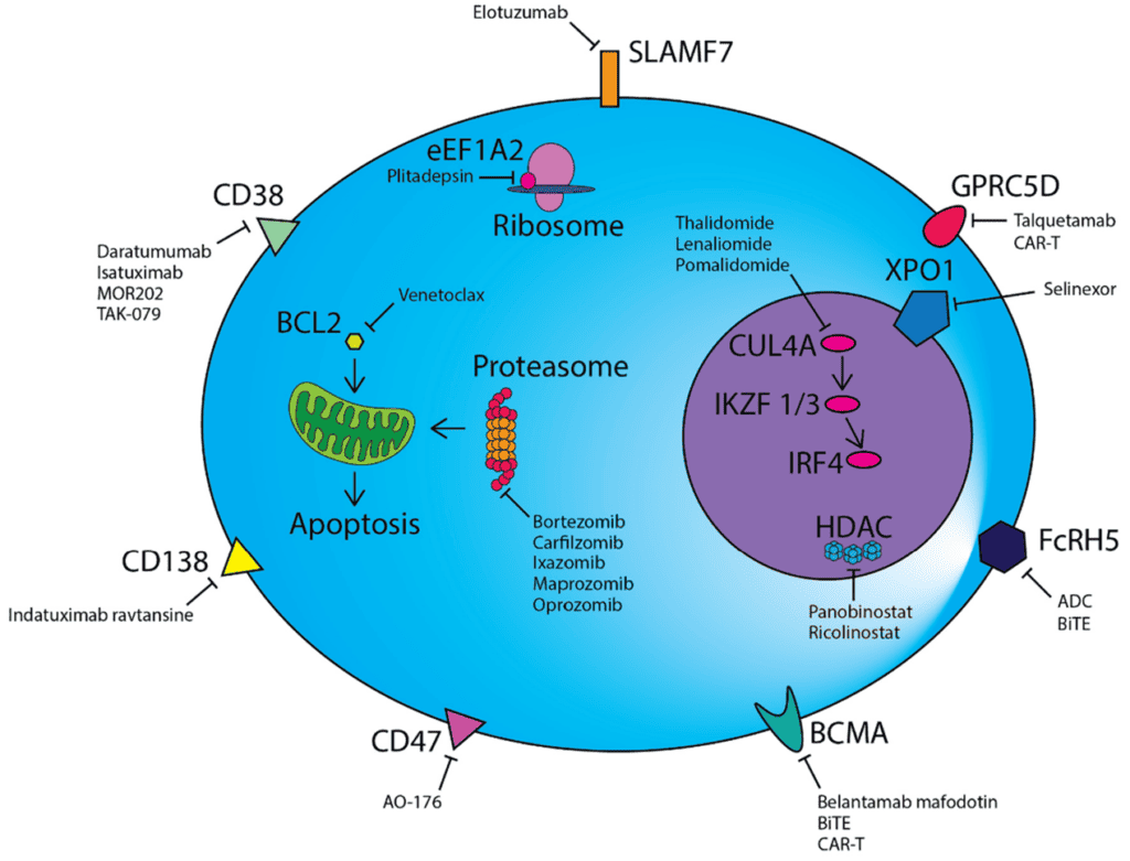 记住所有FDA生物药 | GPRC5D×CD3双抗 | TALVEY® talquetamab | 多发性骨髓瘤 – 肖恩记药