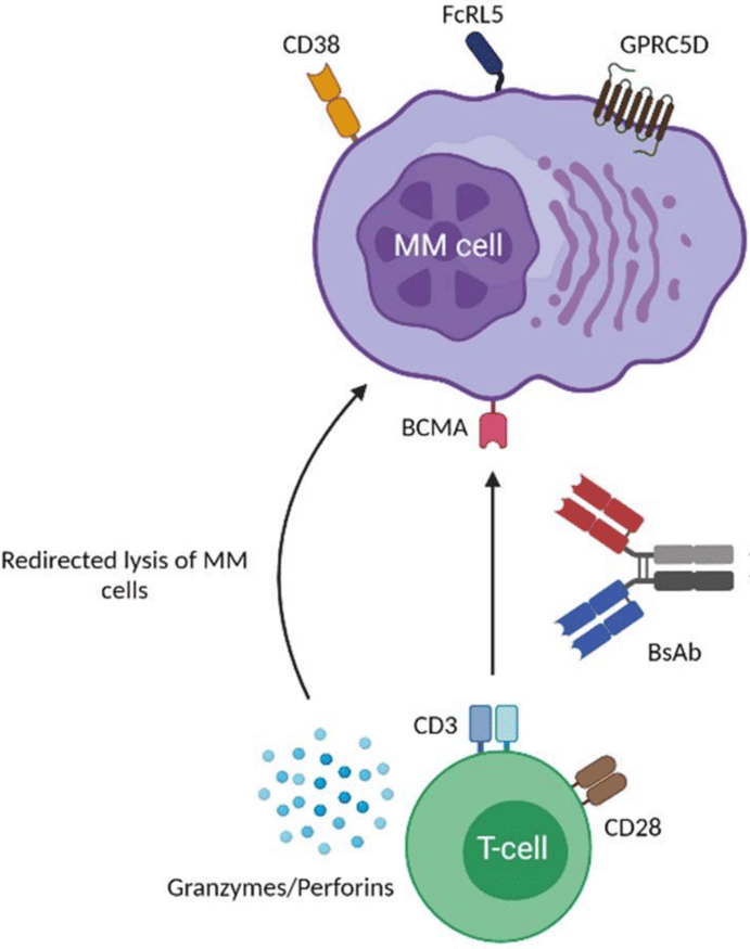 记住所有FDA生物药 | BCMA×CD3双抗 | Elrexfio® Elranatamab | 多发性骨髓瘤 – 肖恩记药