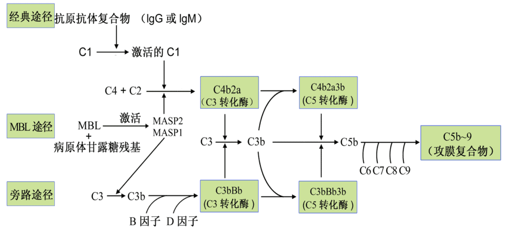 记住所有FDA生物药 | 补体C5抑制剂 | VEOPOZ® pozelimab | 蛋白丢失性肠病（CHAPLE病） – 肖恩记药